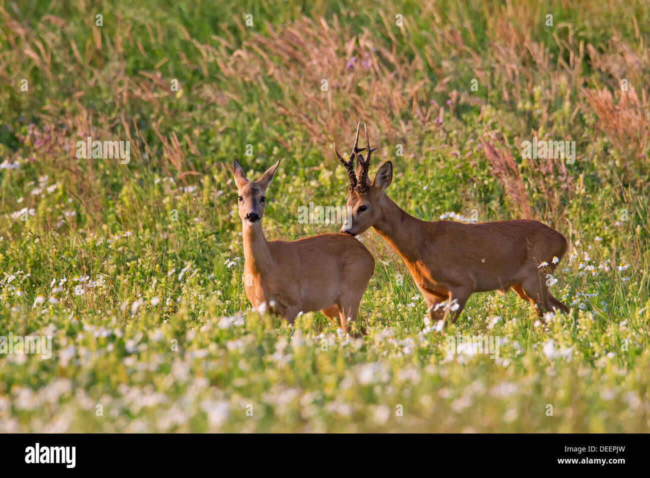 Roe deer (Capreolus capreolus) buck chasing doe during courtship before ...