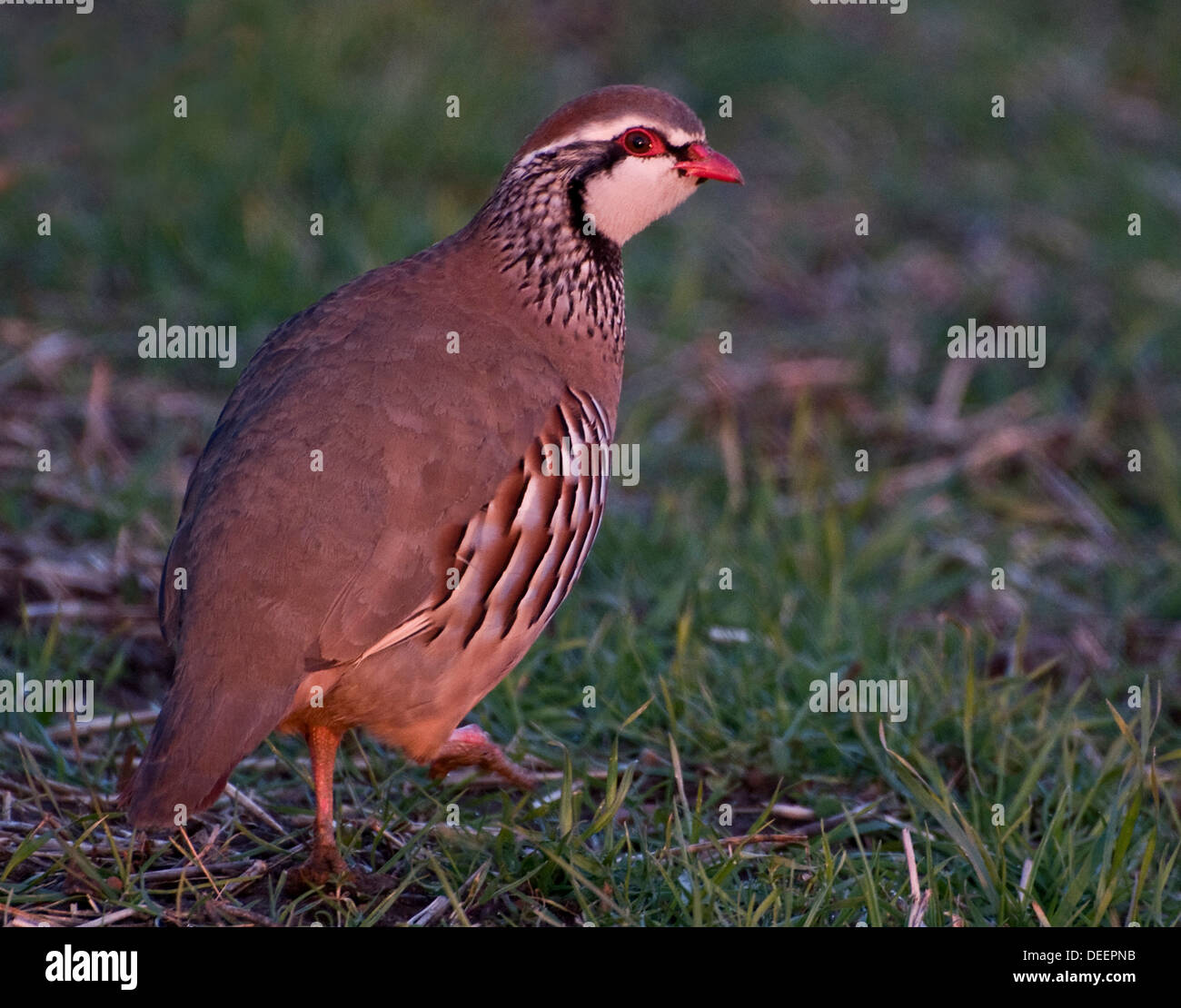 Partridge in stubble field hi-res stock photography and images - Alamy