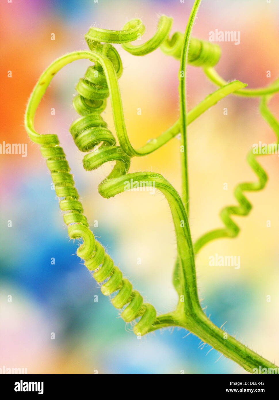 Tendrils hi-res stock photography and images - Alamy