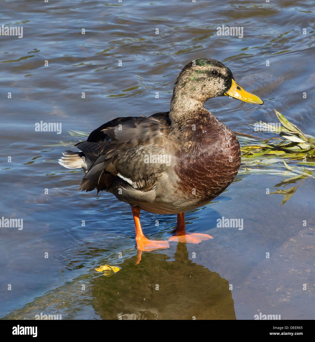 Mallard ‘eclipse’ plumage hi-res stock photography and images - Alamy
