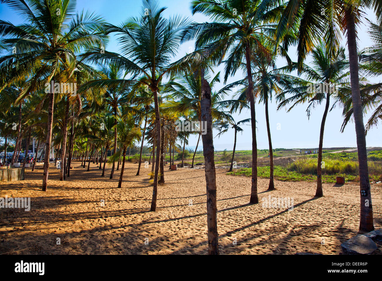 Palm trees on the beach, Miramar Beach, Panaji, North Goa, Goa, India ...