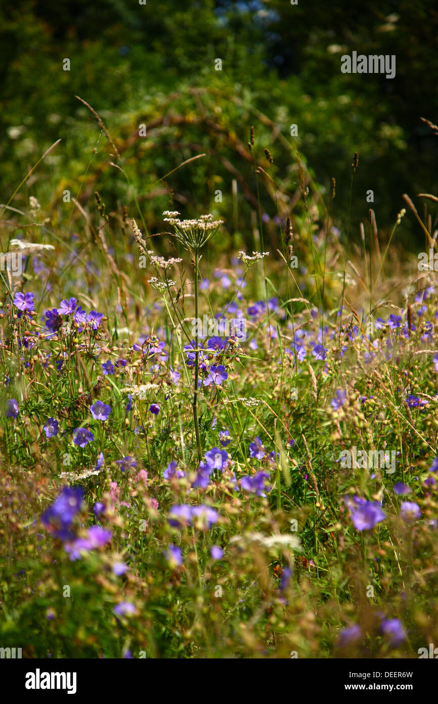 Wild flower meadow, Oakwell Hall, Yorkshire Stock Photo - Alamy