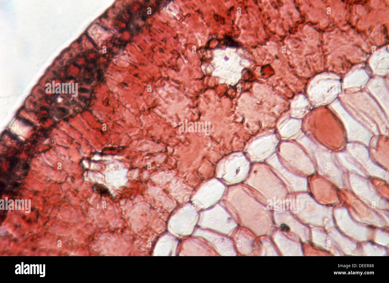 Cross Section Pinus Stock Photos & Cross Section Pinus Stock Images - Alamy