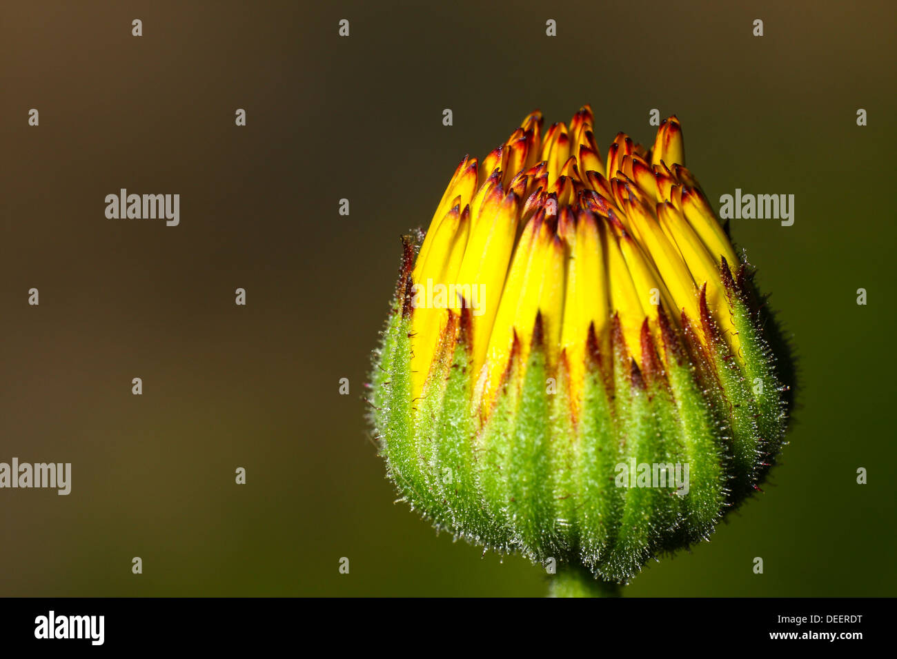 Close up of a Marigold flower bud with space for copy Stock Photo - Alamy