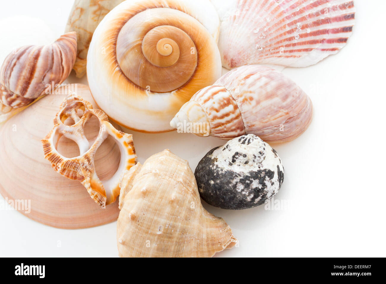 Variety of sea chells in different shapes Stock Photo - Alamy