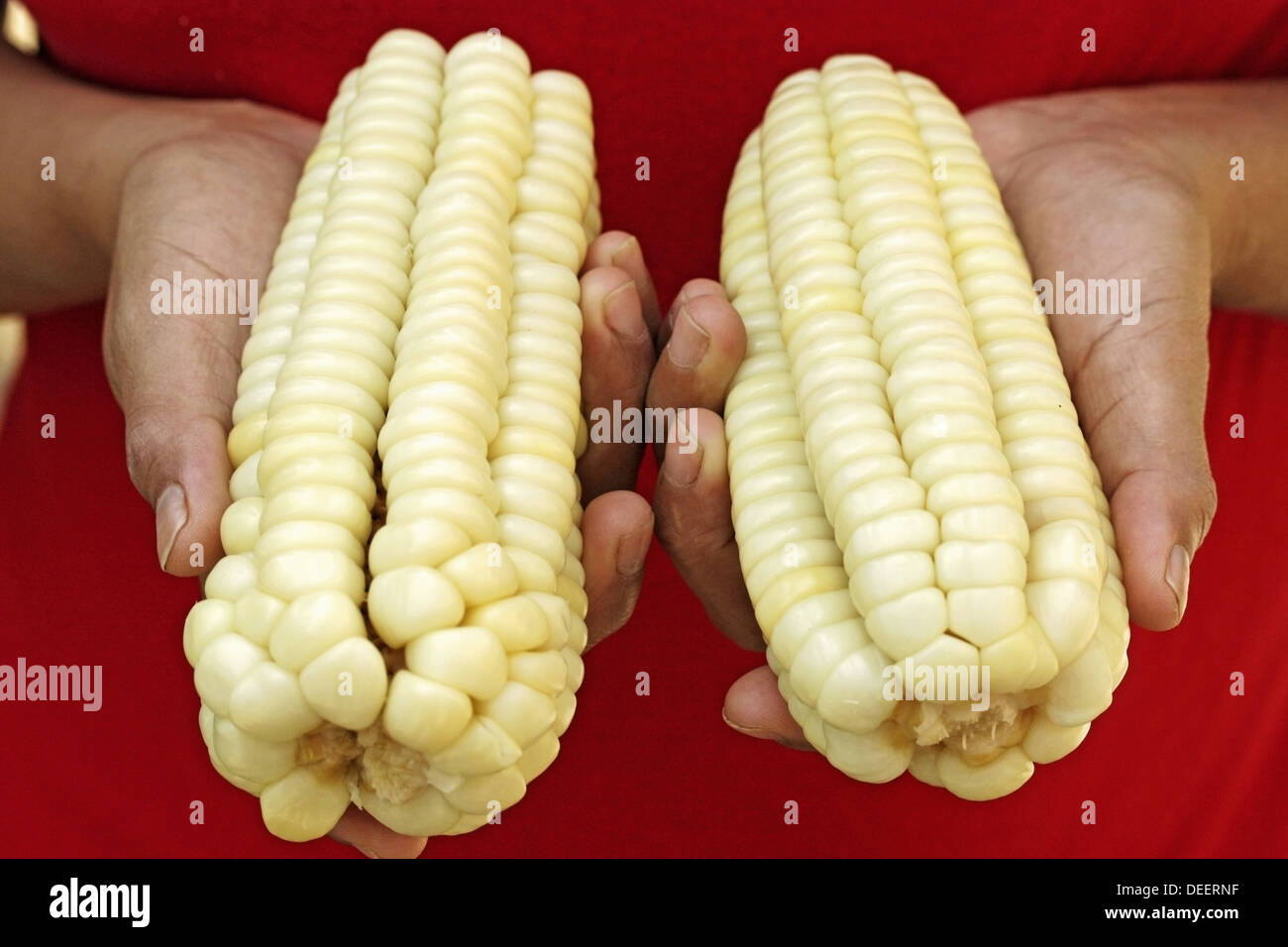 Zea mays variety hi-res stock photography and images - Alamy
