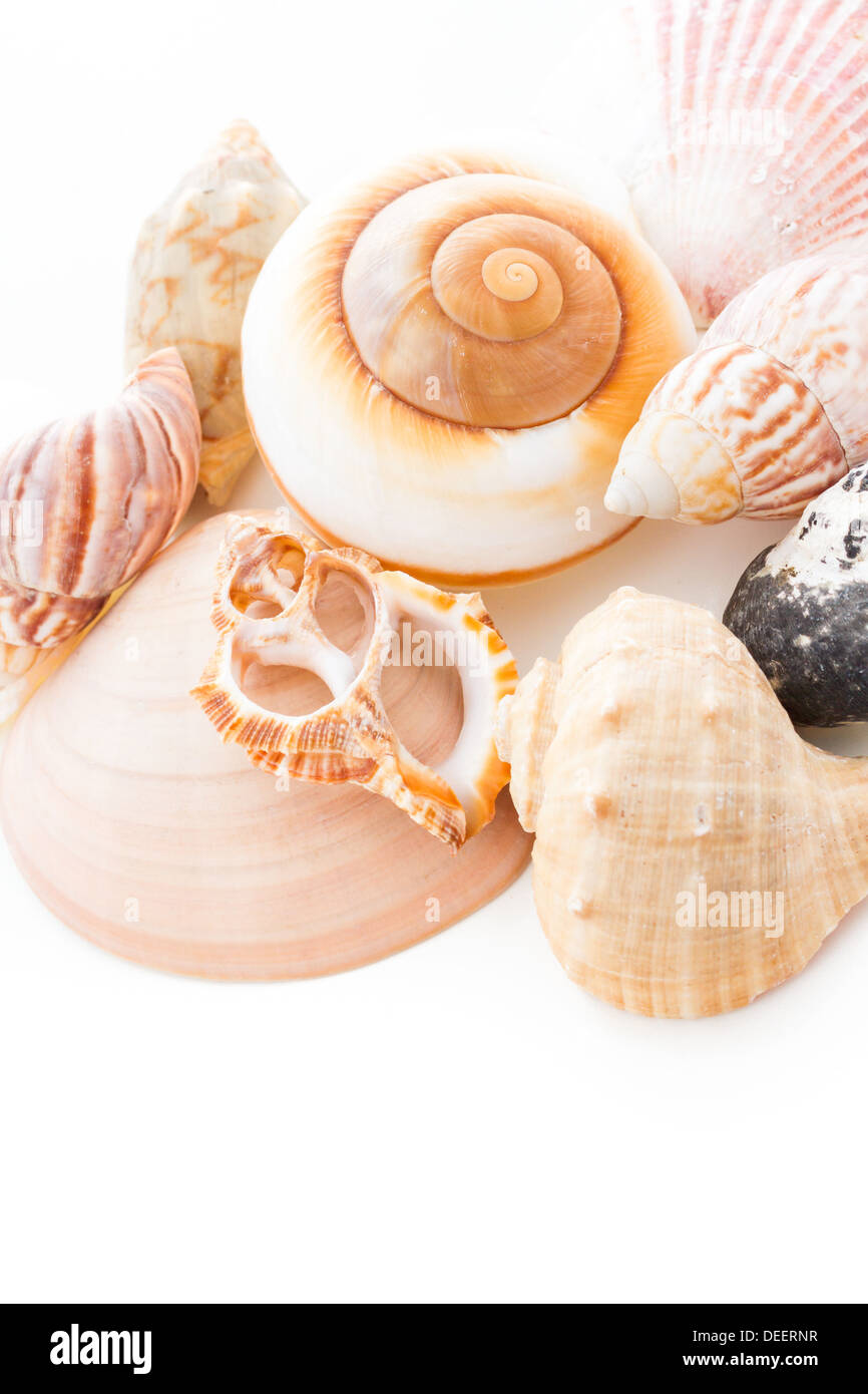 Variety of sea chells in different shapes Stock Photo - Alamy