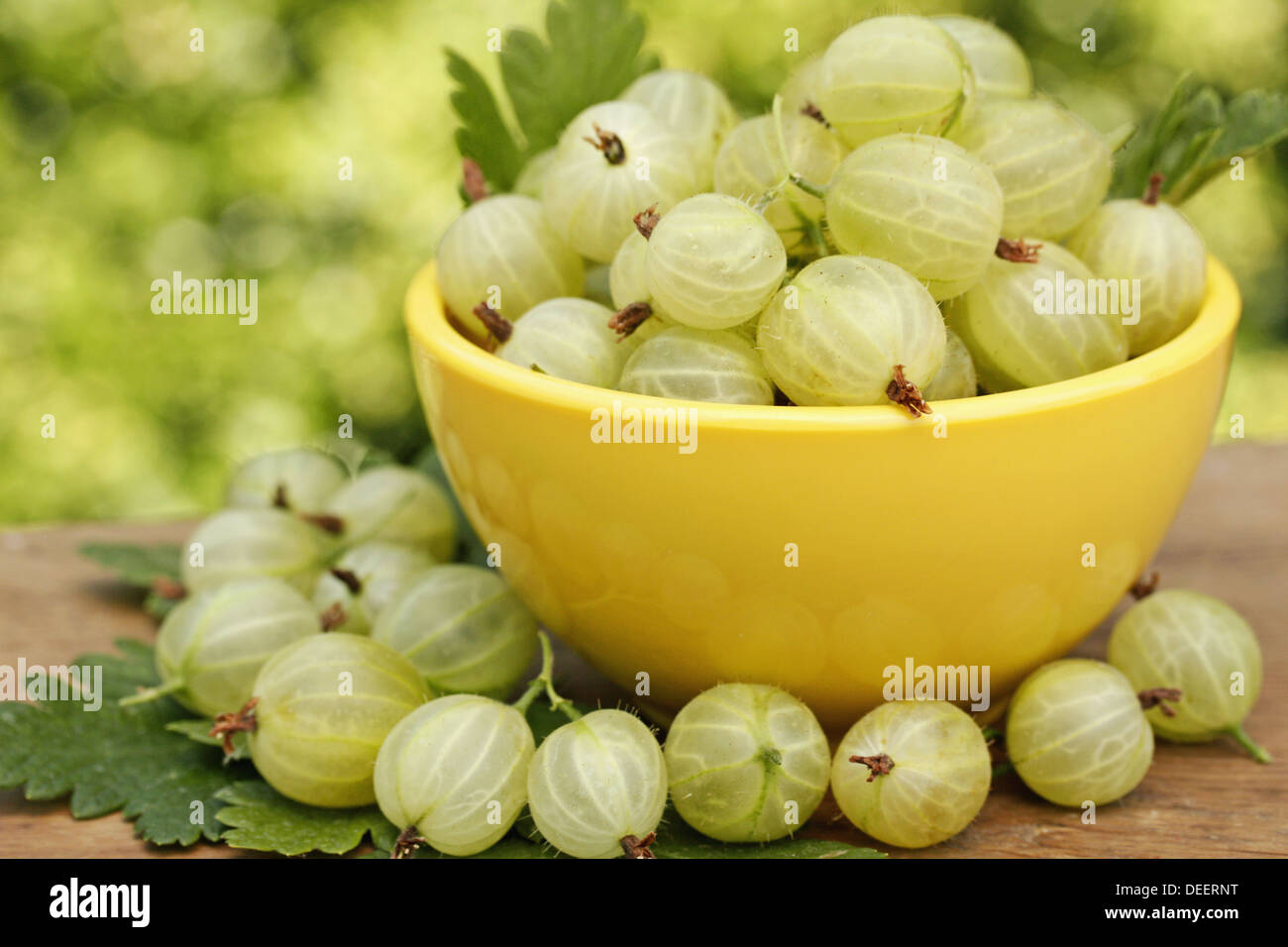 Ribes Grossularia High Resolution Stock Photography and Images - Alamy