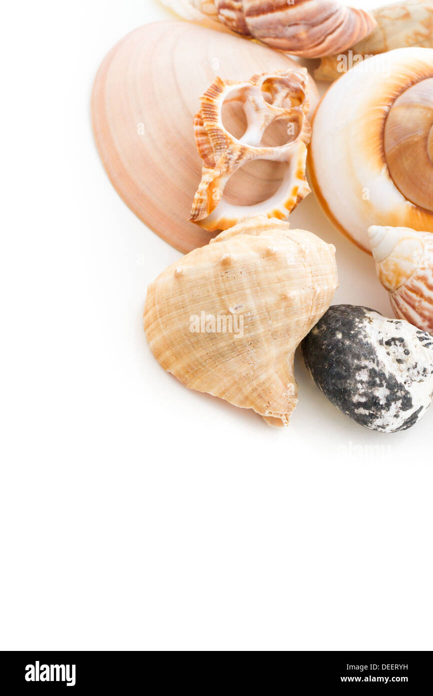 Variety of sea chells in different shapes Stock Photo - Alamy