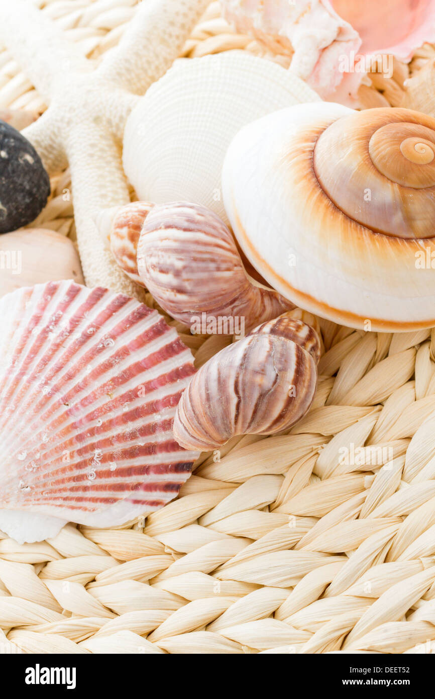 Variety of sea chells in different shapes Stock Photo - Alamy