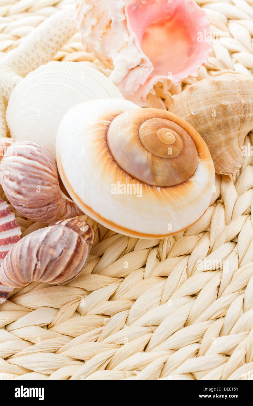 Variety of sea chells in different shapes Stock Photo - Alamy