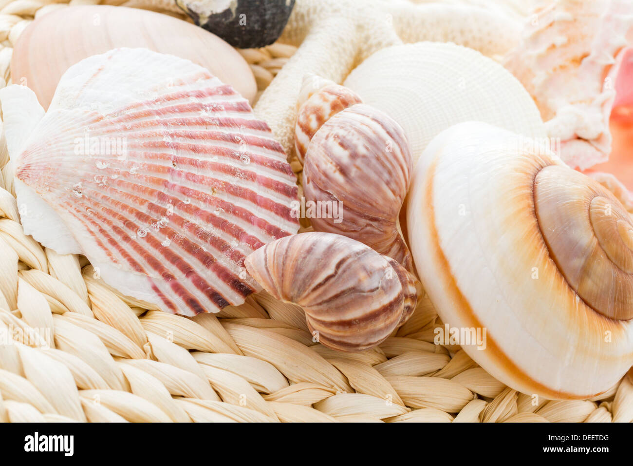 Variety of sea chells in different shapes Stock Photo - Alamy