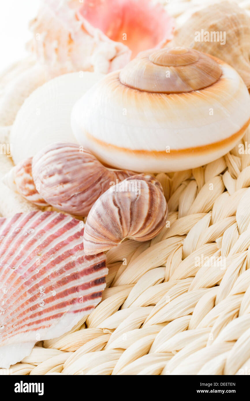 Variety of sea chells in different shapes Stock Photo - Alamy