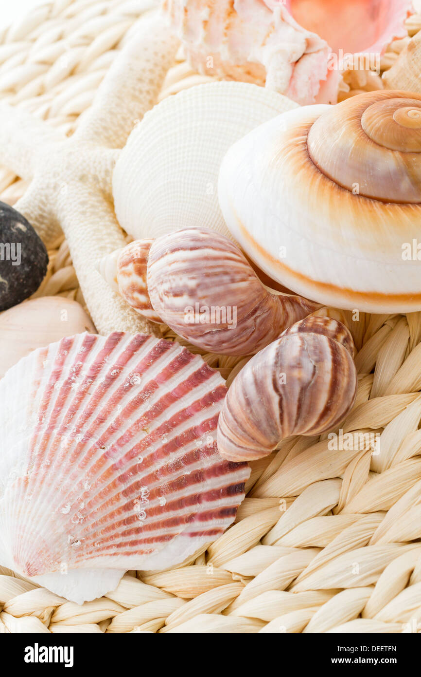 Variety of sea chells in different shapes Stock Photo - Alamy