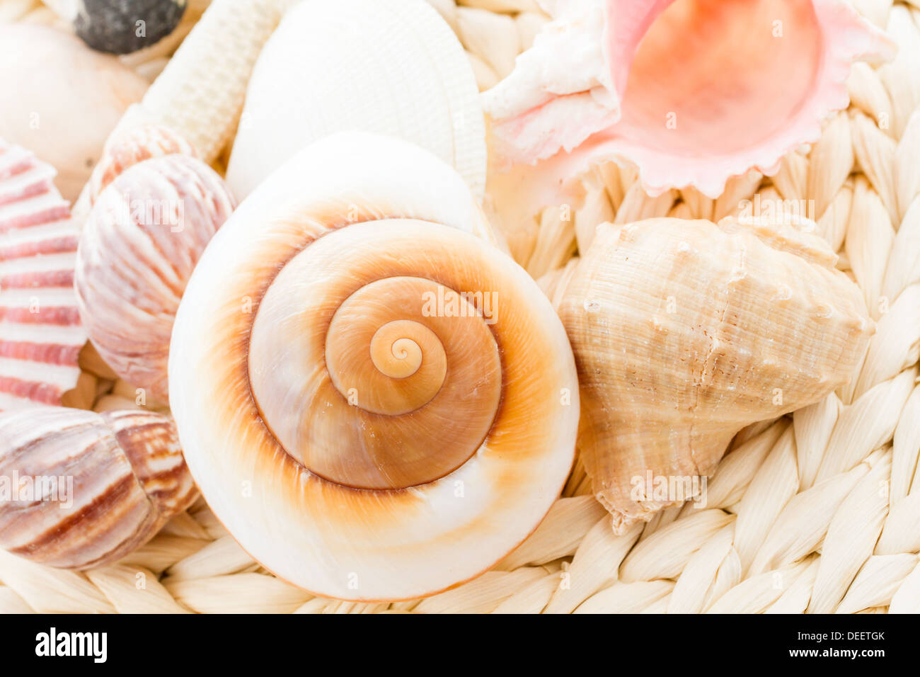 Variety of sea chells in different shapes Stock Photo - Alamy
