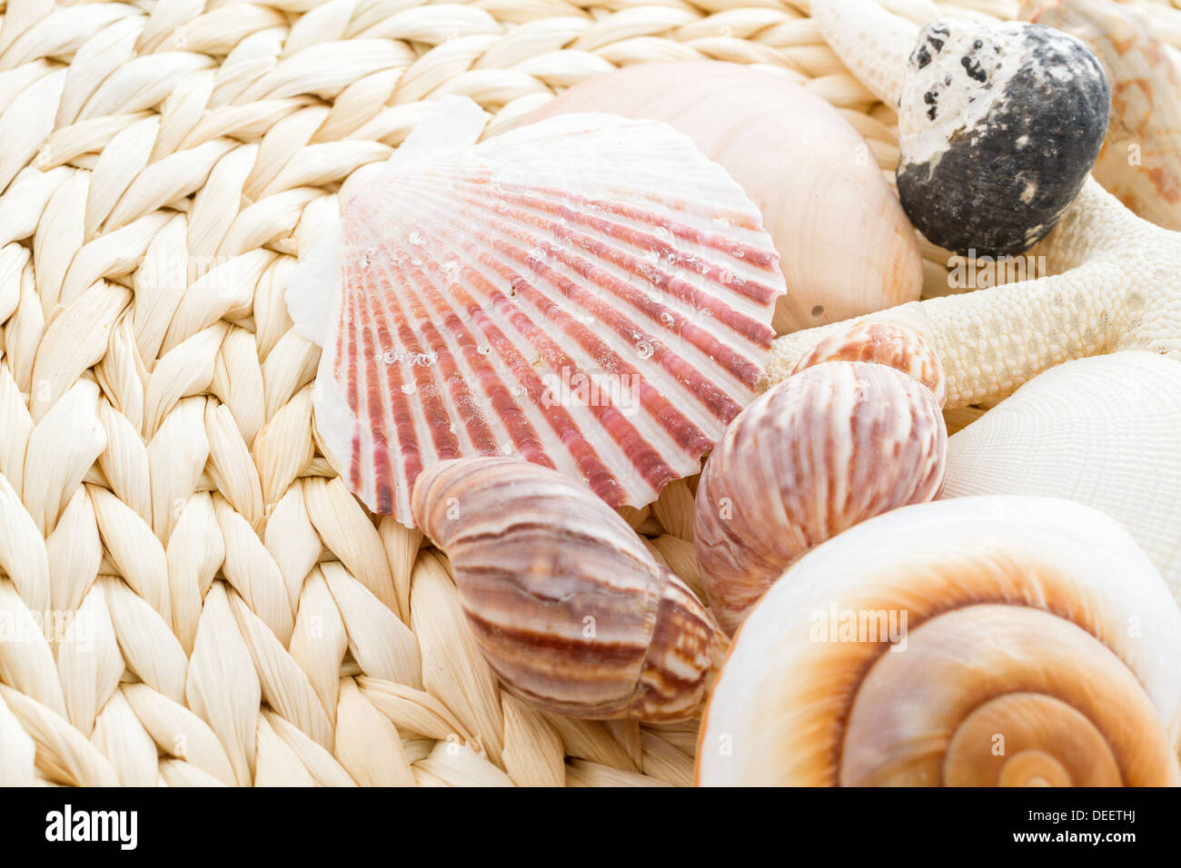 Variety of sea chells in different shapes Stock Photo - Alamy