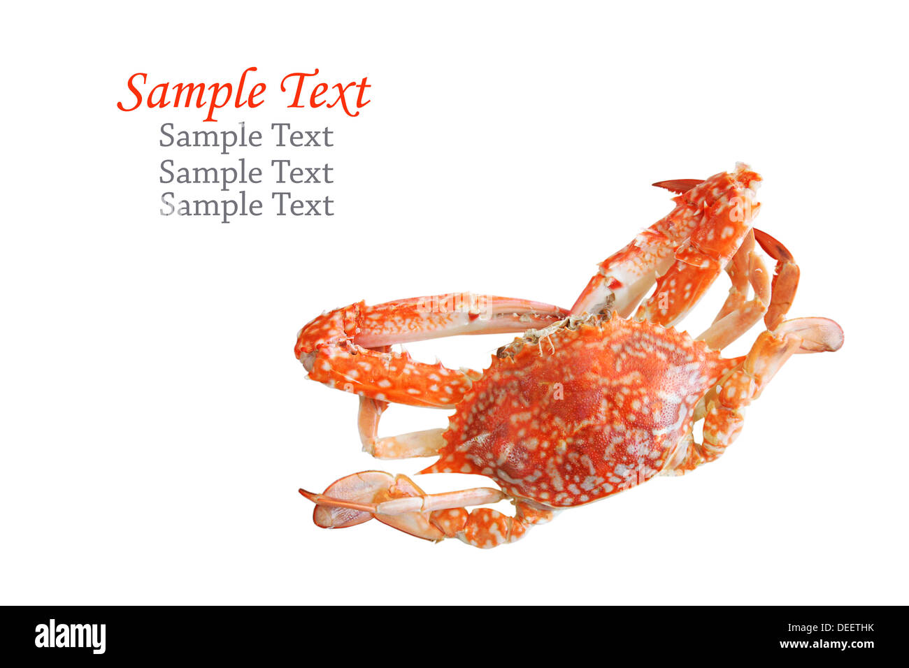 Single sear orange crab over white background Stock Photo - Alamy