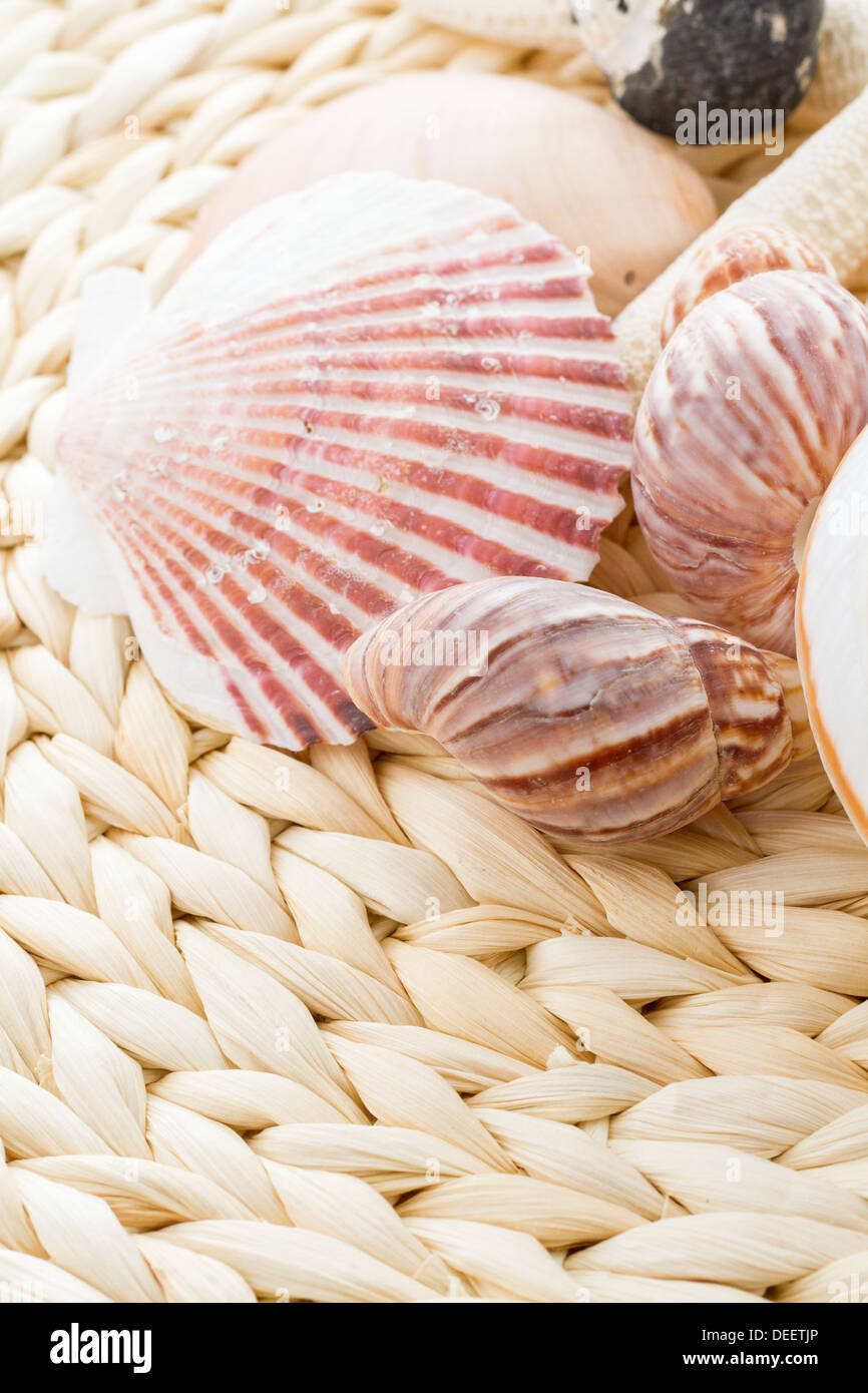 Variety of sea chells in different shapes Stock Photo - Alamy
