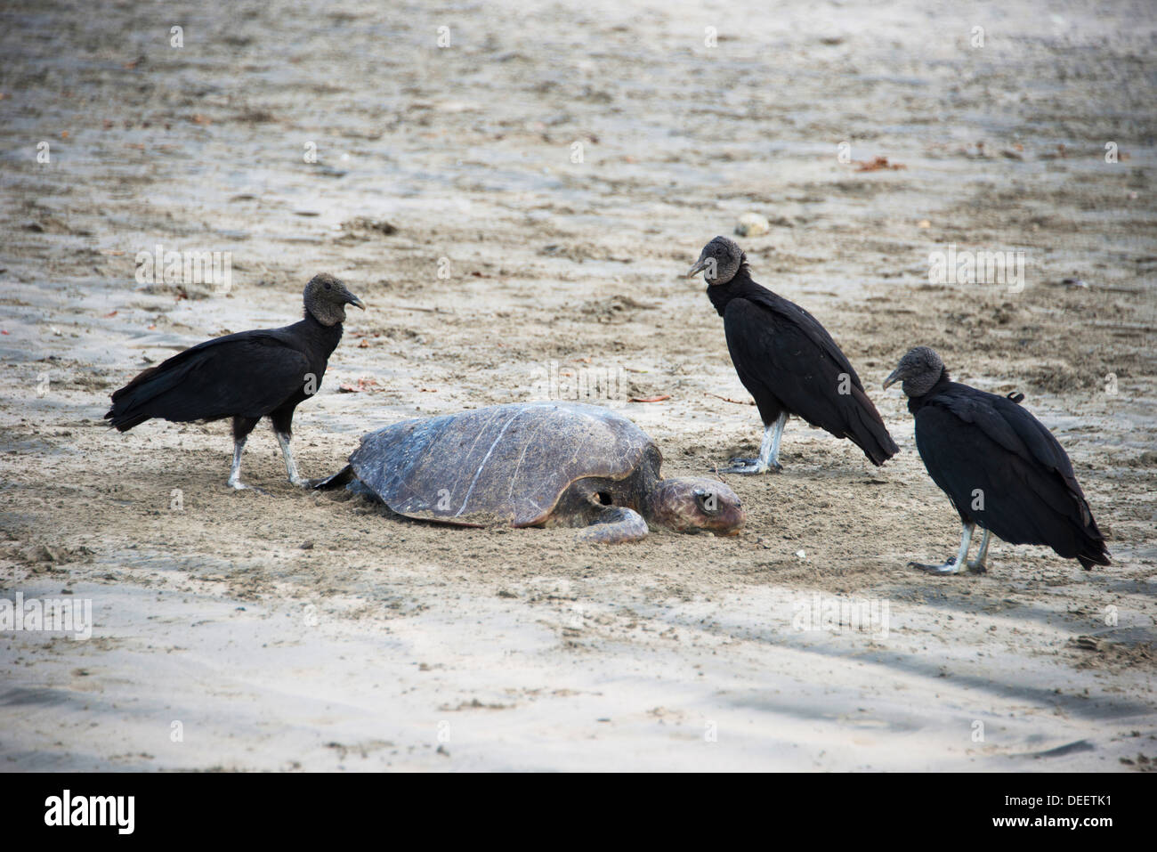 a group of black vultures eat a dead sea turtle on a beach in Costa Rica Stock Photo - Alamy