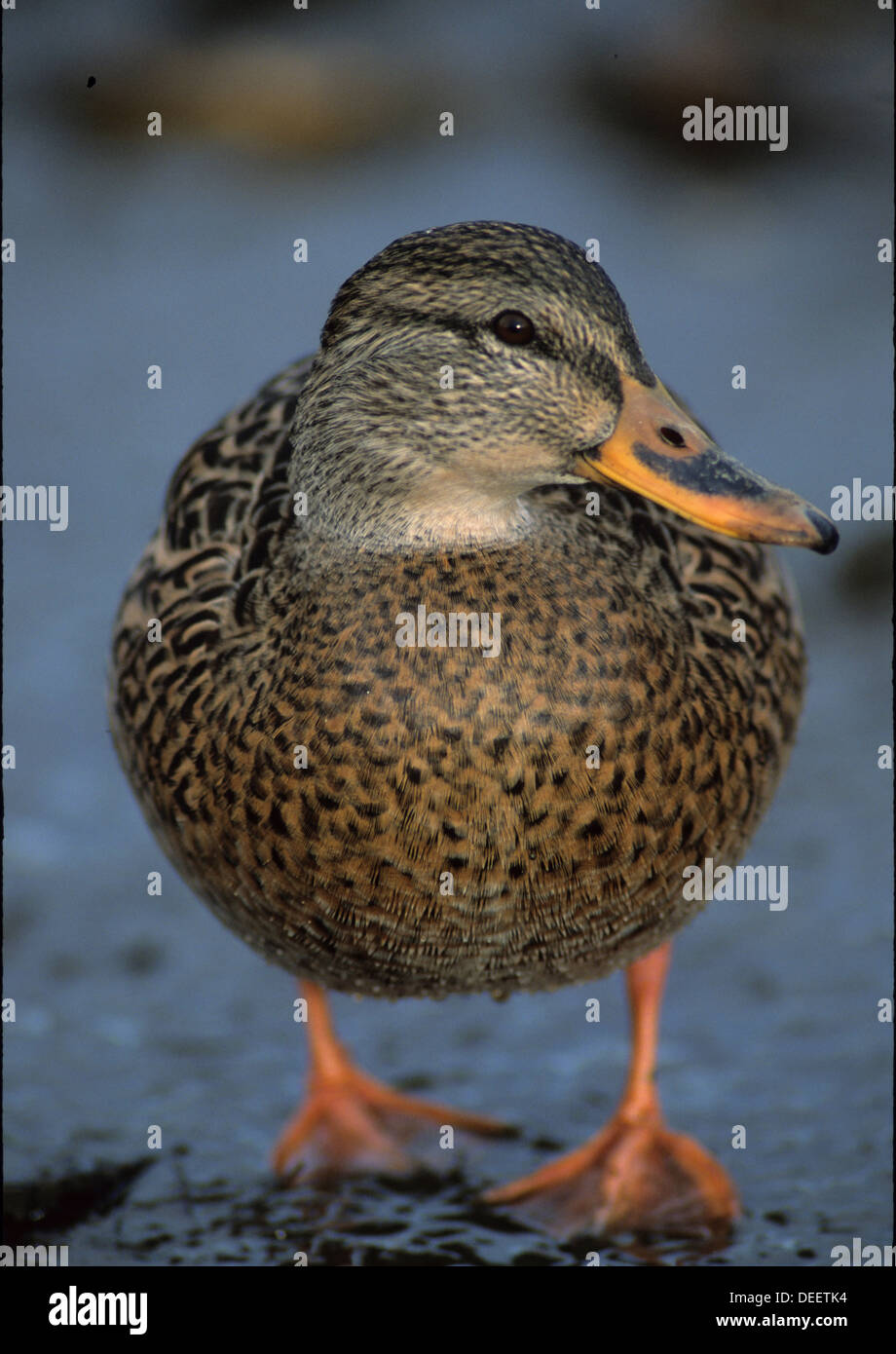 alaska, bird, wildlife, nature, wild, wilderness Stock Photo - Alamy