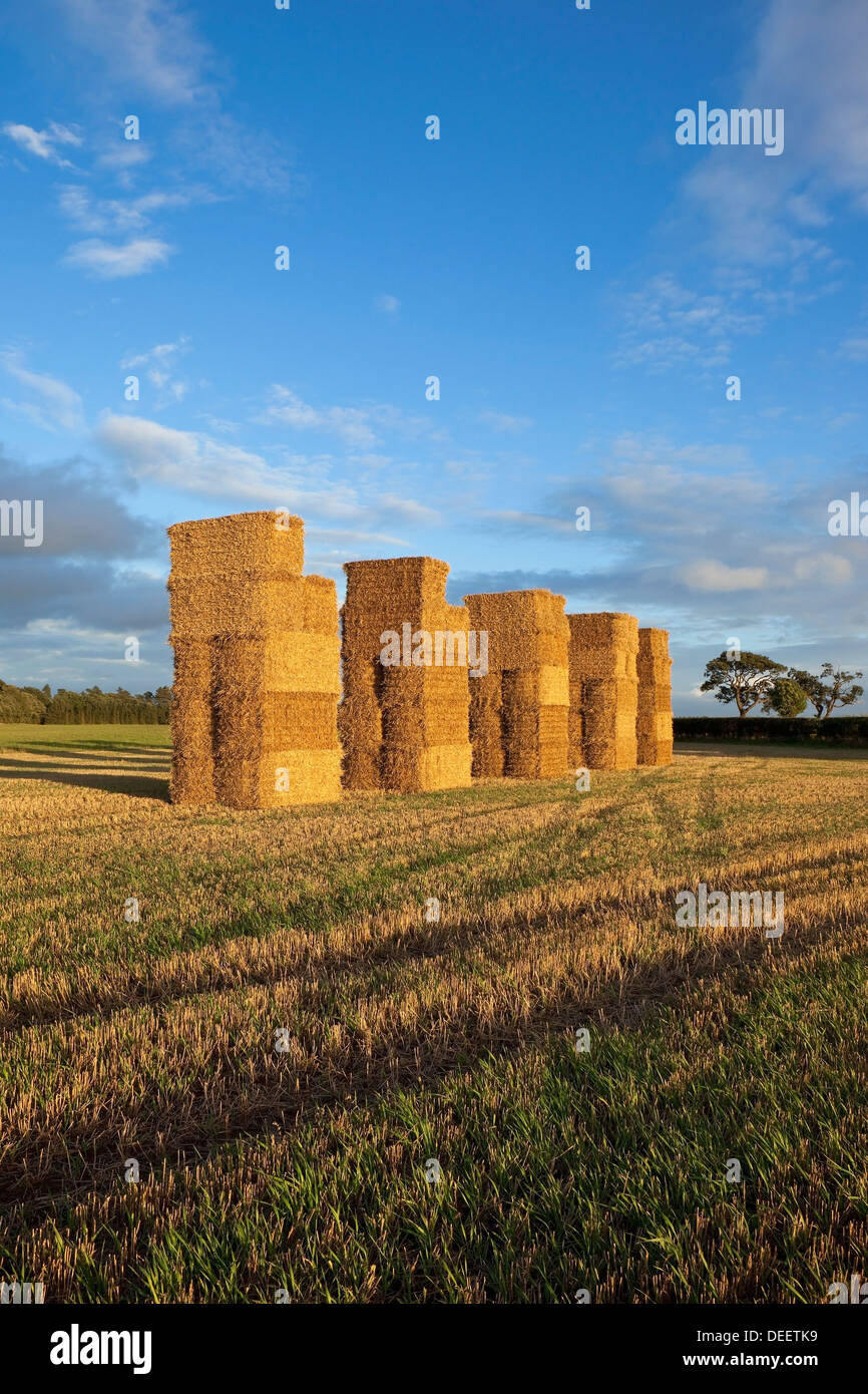 Evening sunlight on tall straw bale stacks in an agricultural landscape ...