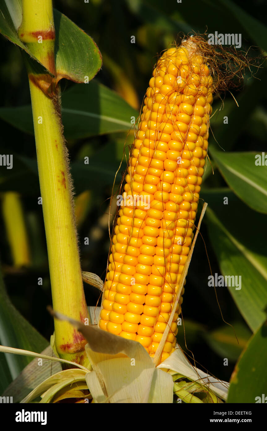 Fossil corn hi-res stock photography and images - Alamy