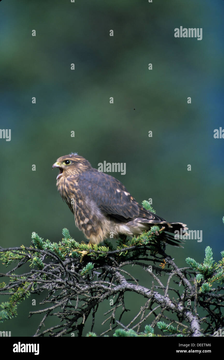 wildlife, merlin, bird of prey, falco columbarius, hawk Stock Photo - Alamy