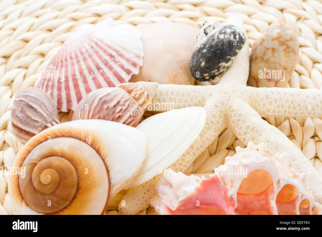 Variety of sea chells in different shapes Stock Photo - Alamy