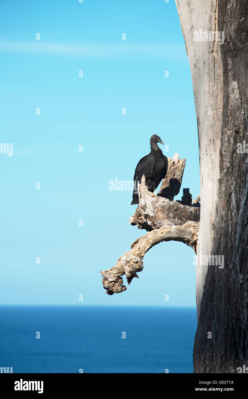 A black vulture perches on a dead tree in Costa Rica Stock Photo - Alamy