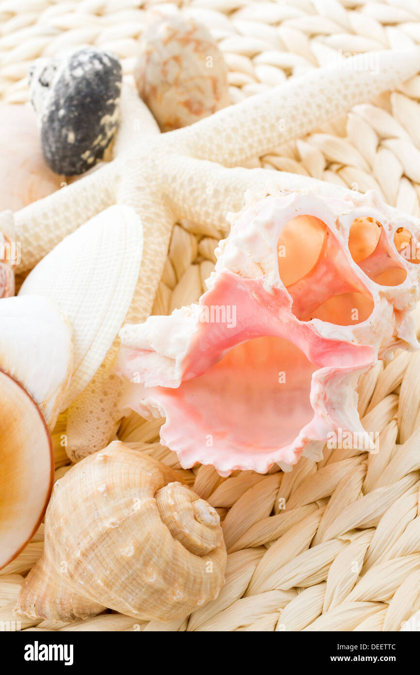 Variety of sea chells in different shapes Stock Photo - Alamy