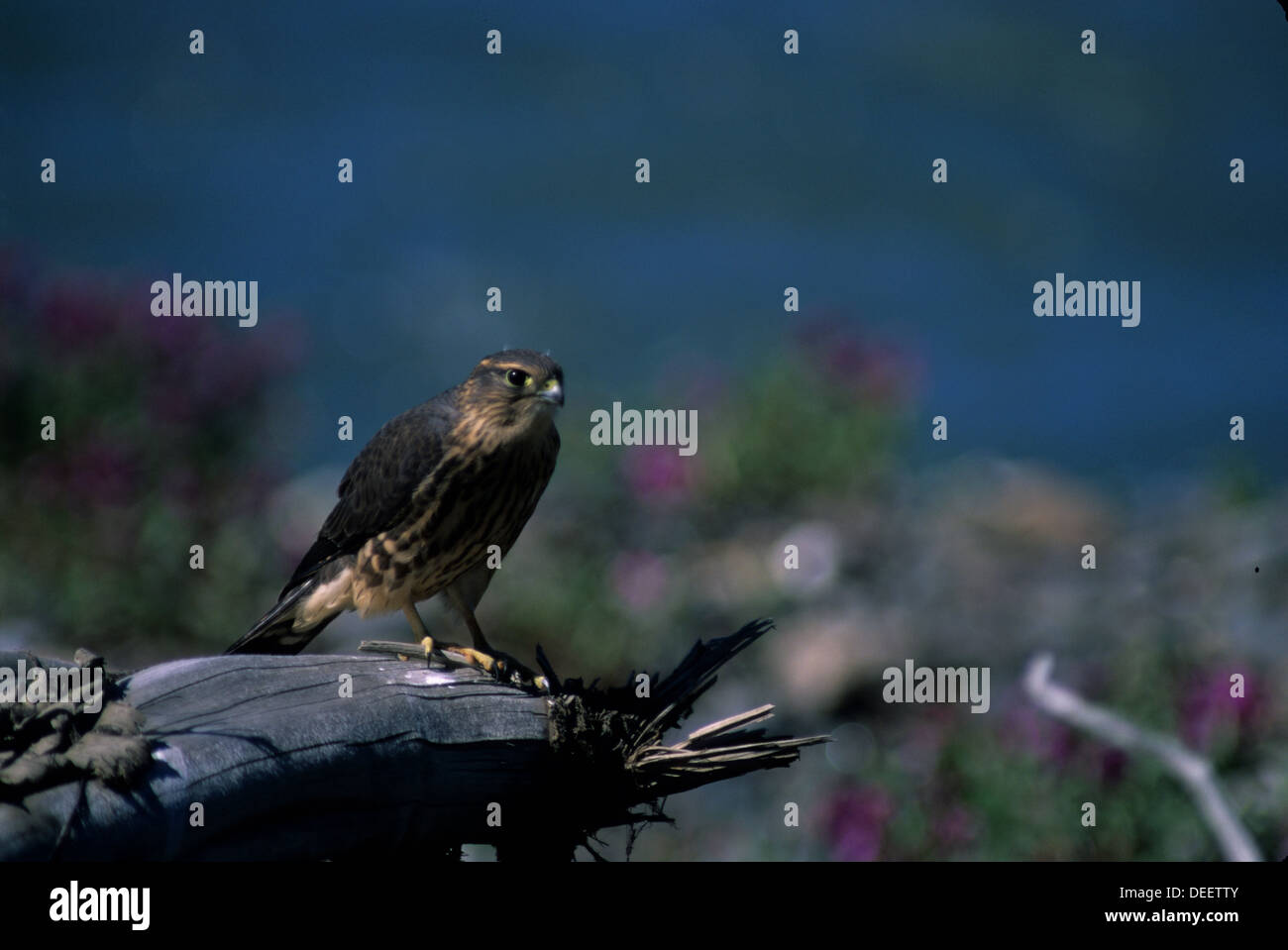 wildlife, merlin, bird of prey, falco columbarius, hawk Stock Photo - Alamy