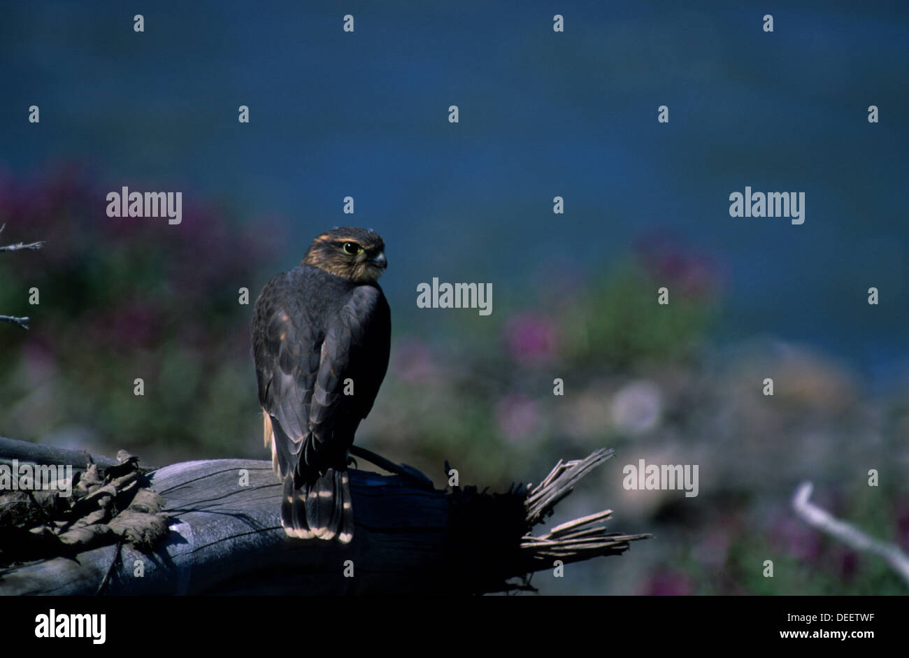 wildlife, merlin, bird of prey, falco columbarius, hawk Stock Photo - Alamy