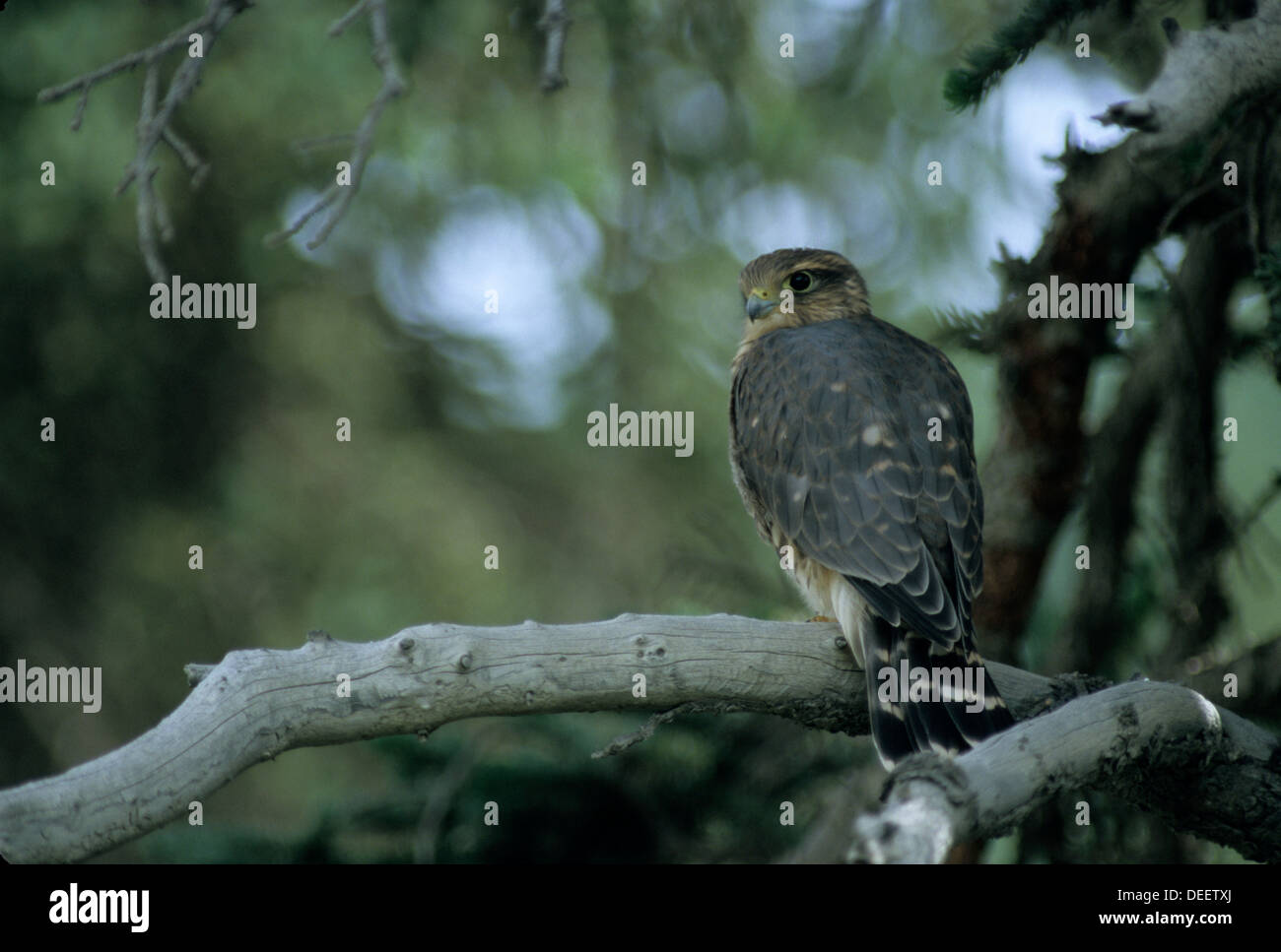 wildlife, merlin, bird of prey, falco columbarius, hawk Stock Photo - Alamy