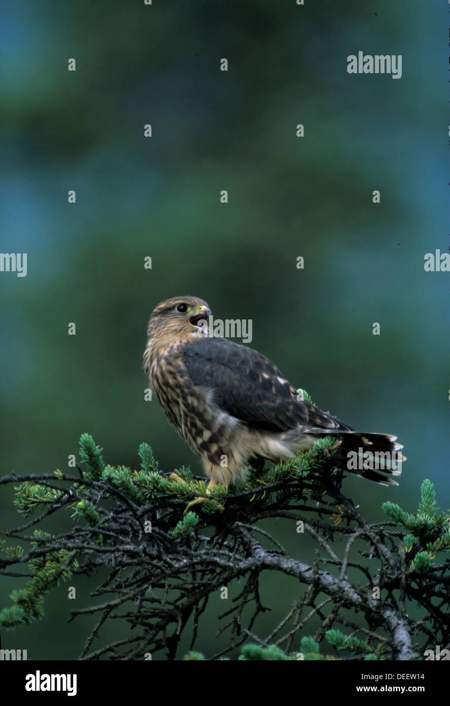 wildlife, merlin, bird of prey, falco columbarius, hawk Stock Photo - Alamy