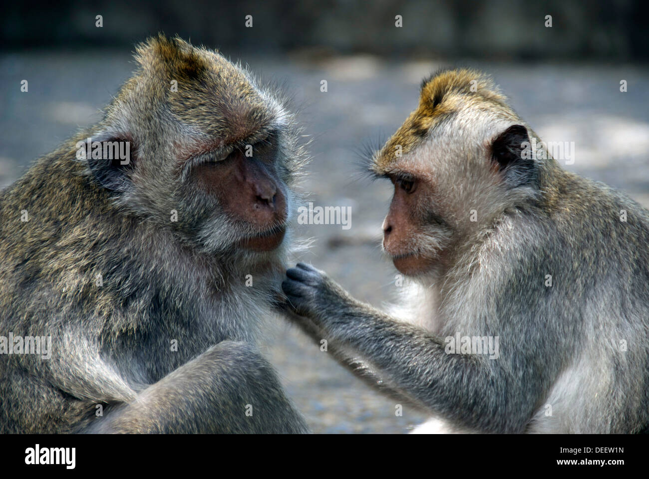 Grooming macaques in Ubud, Bali Stock Photo - Alamy