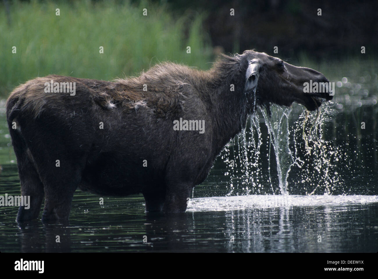 alaska, moose, wildlife, nature, denali national park Stock Photo - Alamy