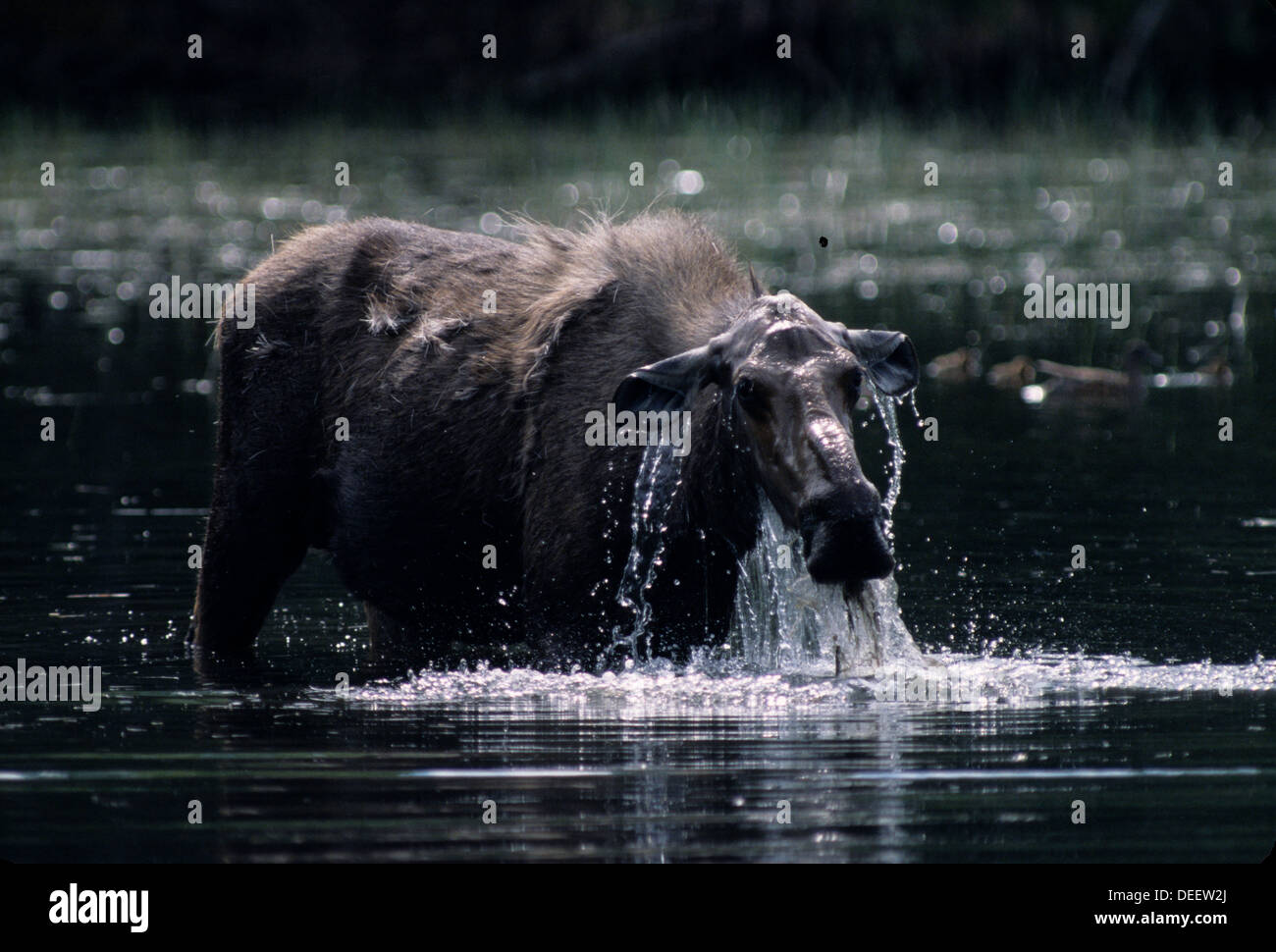 alaska, moose, wildlife, nature, denali national park Stock Photo - Alamy