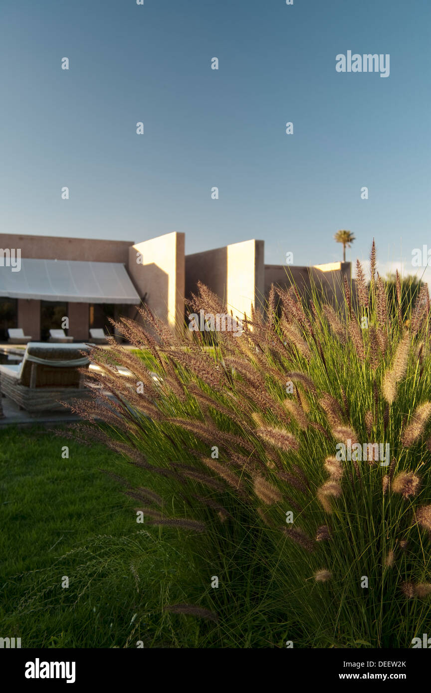 Ornamental grass in garden of Moroccan new-build with architecture by ...