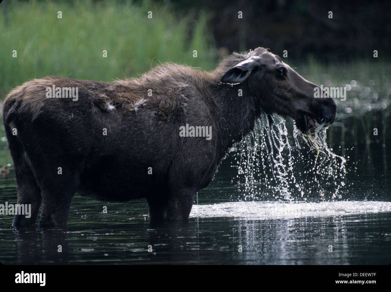 alaska, moose, wildlife, nature, denali national park Stock Photo - Alamy