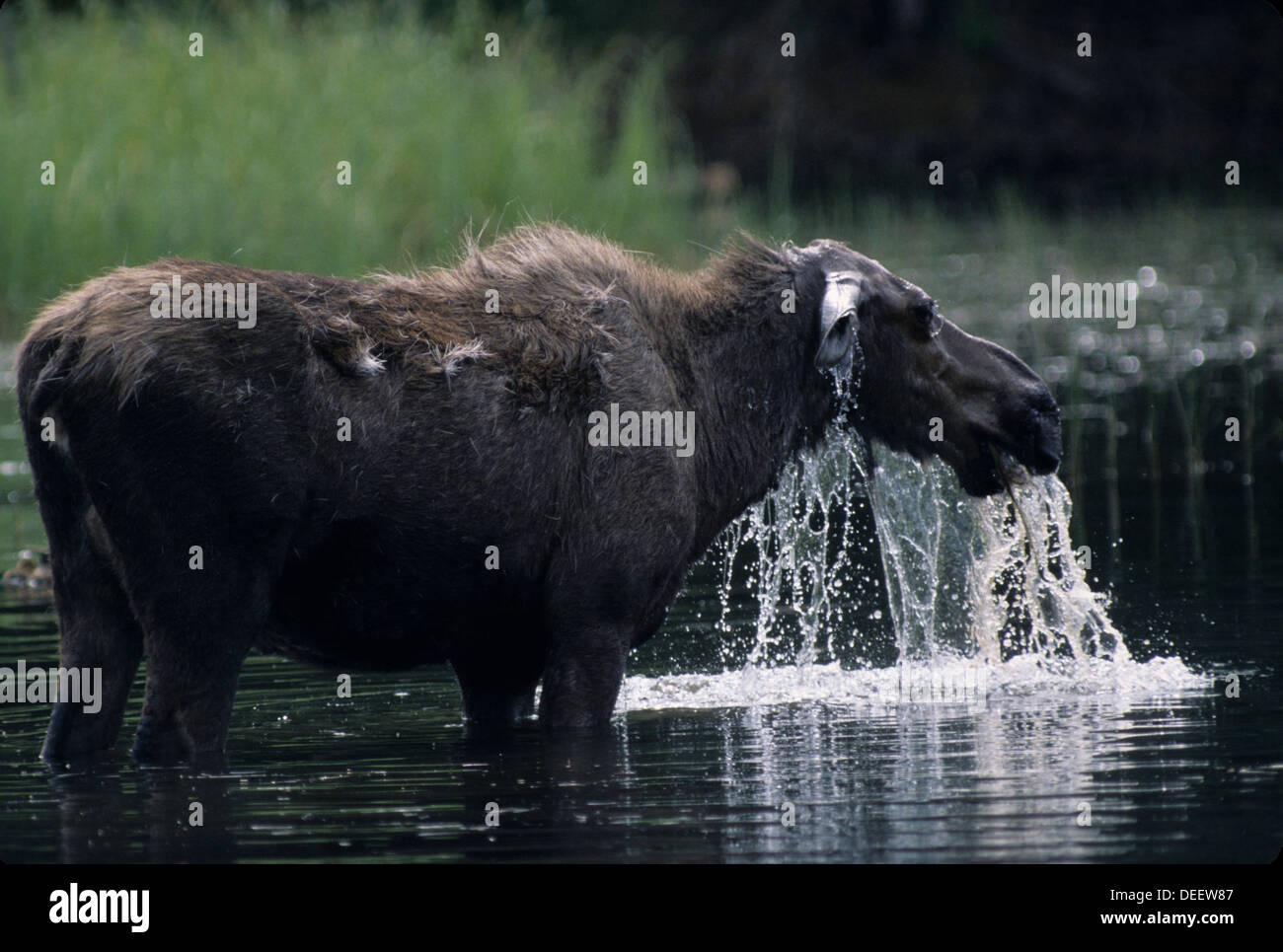 alaska, moose, wildlife, nature, denali national park Stock Photo - Alamy