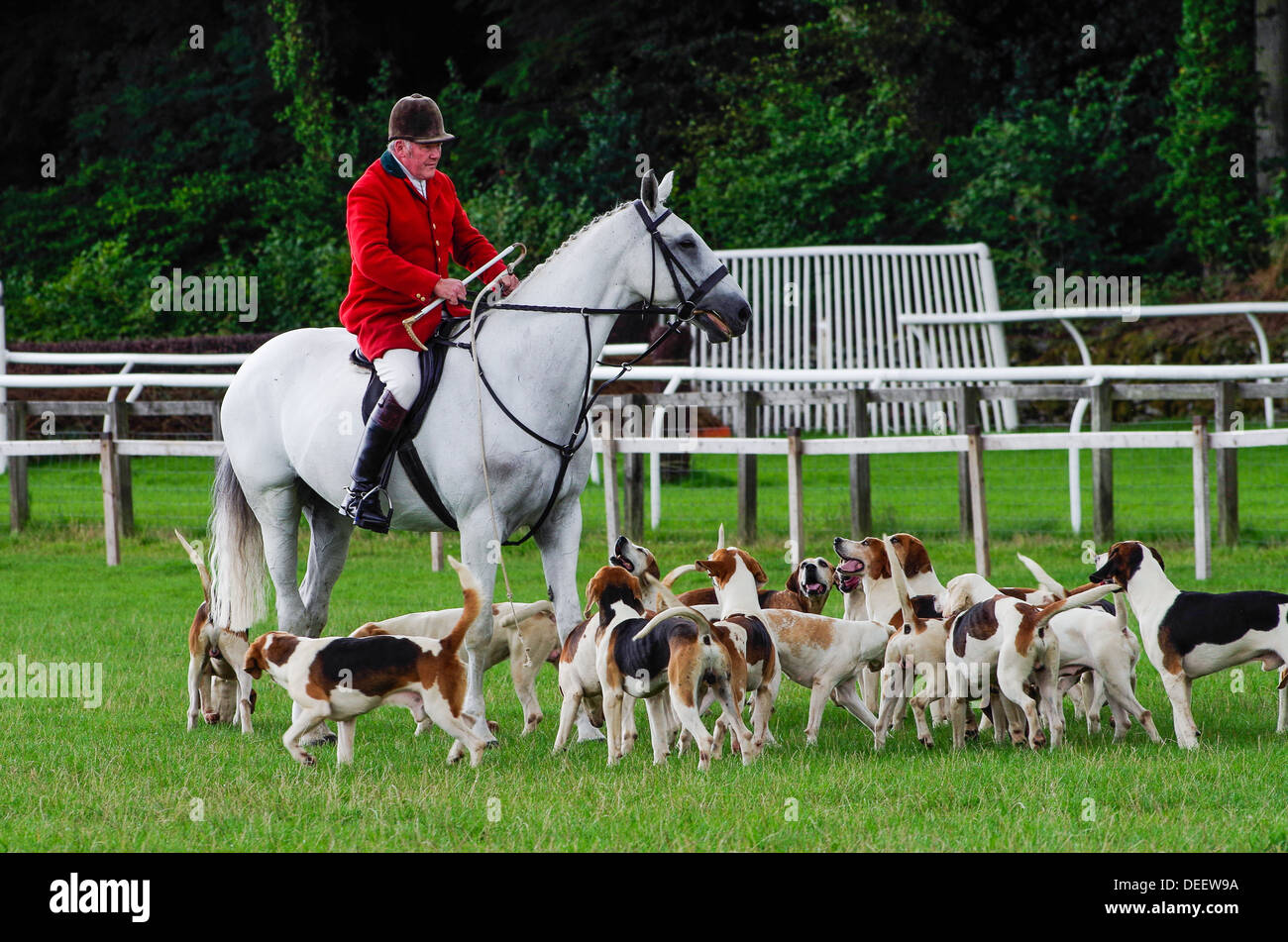 Huntsman hounds hi-res stock photography and images - Alamy