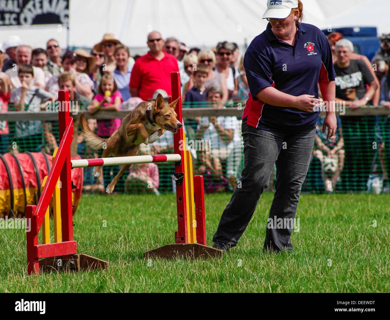 Dog Agility Display at Cartmel Show 2013 Stock Photo - Alamy