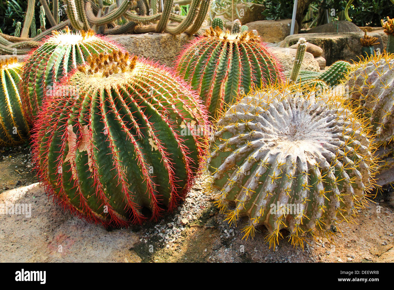 Giant cactus in Nong Nooch Tropical Botanical Garden, Pattaya, Thailand ...