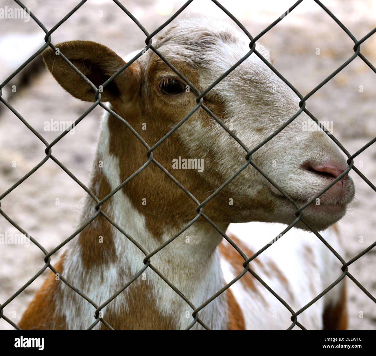 Goat gives eye Stock Photo - Alamy