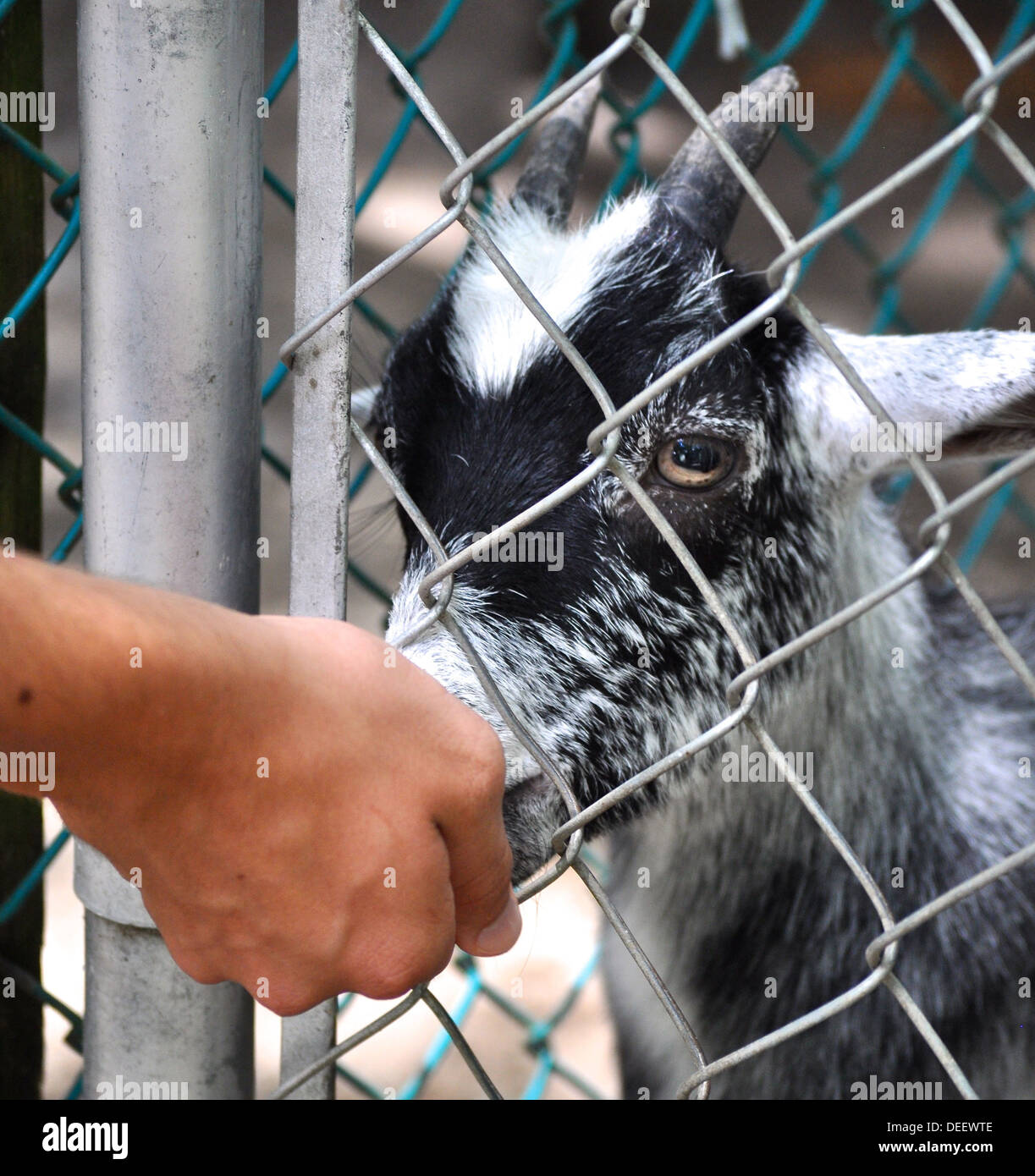 Goat eats through fence Stock Photo - Alamy