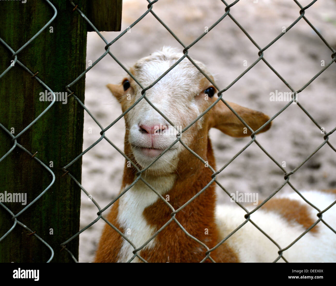 Goat stares hi-res stock photography and images - Alamy