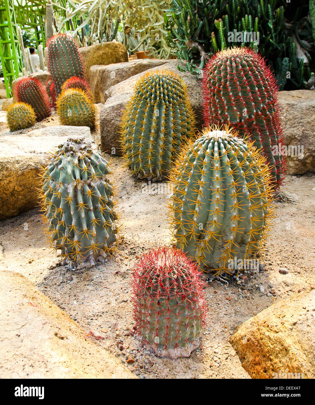 Cactus in Nong Nooch Tropical Botanical Garden, Pattaya, Thailand Stock ...