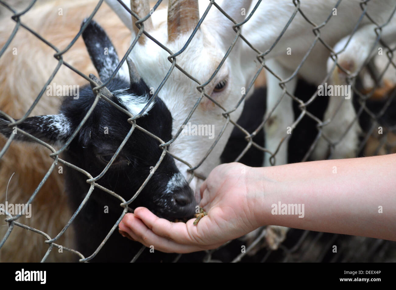 Goats hoof hi-res stock photography and images - Alamy