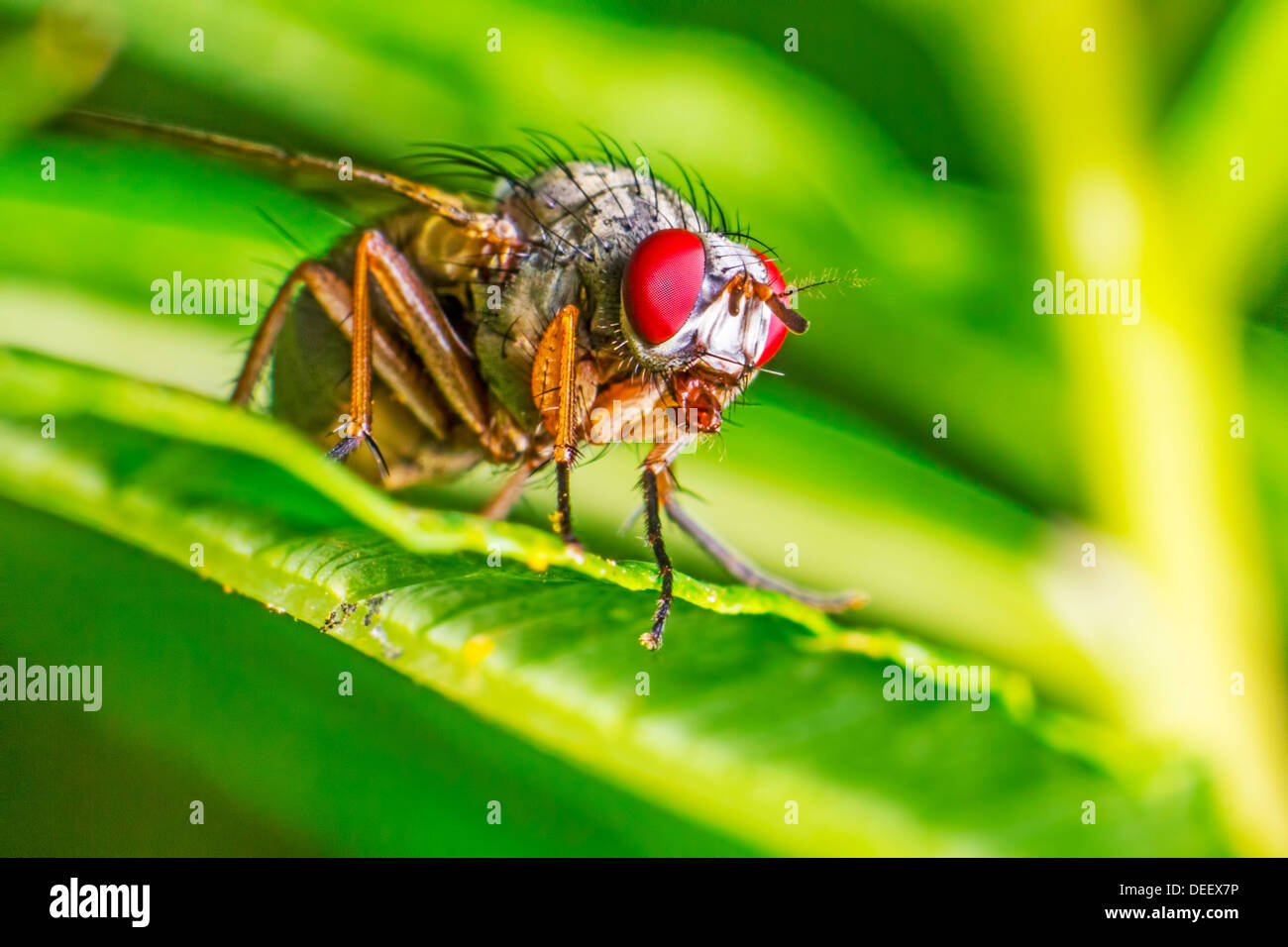 Spooky forest red eyes hi-res stock photography and images - Alamy