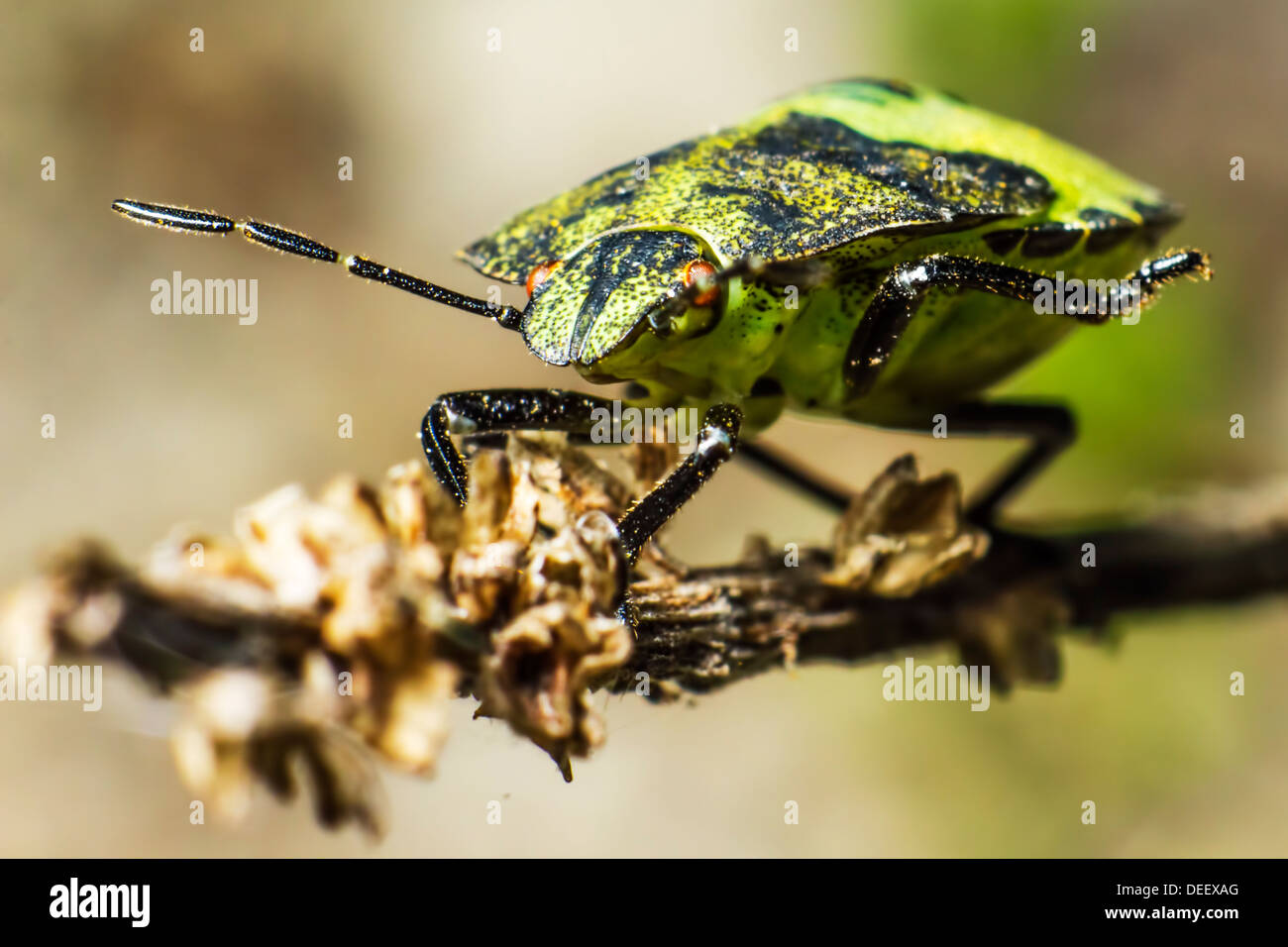 The green stink bug (Acrosternum hilare Stock Photo - Alamy